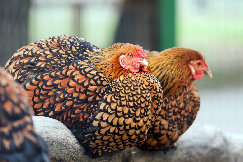 Are Chickens Good Pets for Homeowners? - Backyard Poultry